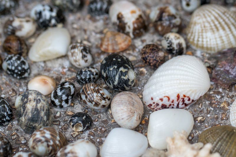 Studying Different Animals in Science Lab. Stock Photo - Image of ...