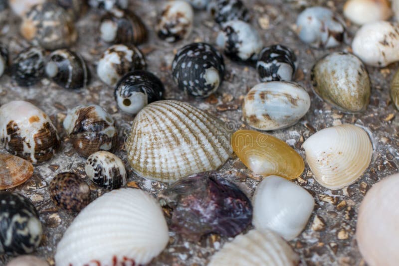 Studying Different Animals in Science Lab. Stock Photo - Image of ...