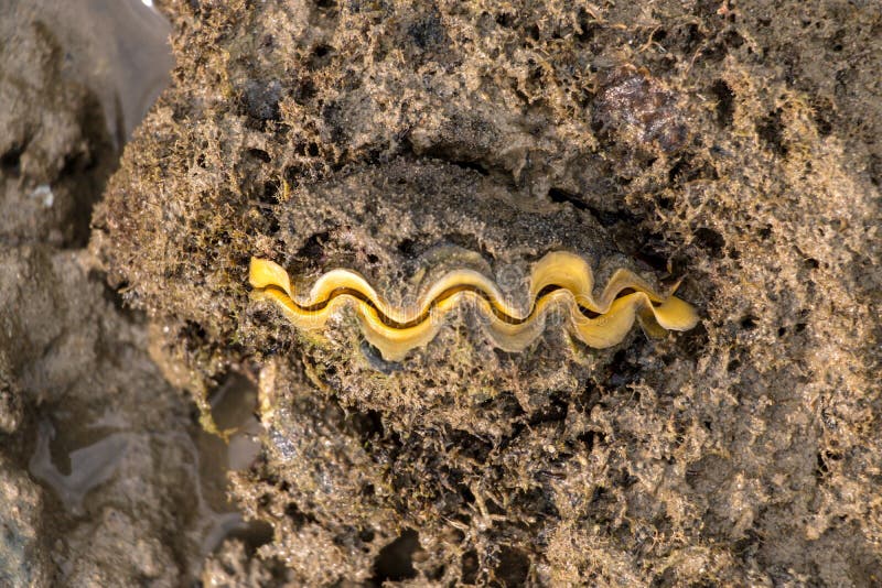 Studying Different Animals in Science Lab. Stock Image - Image of ...