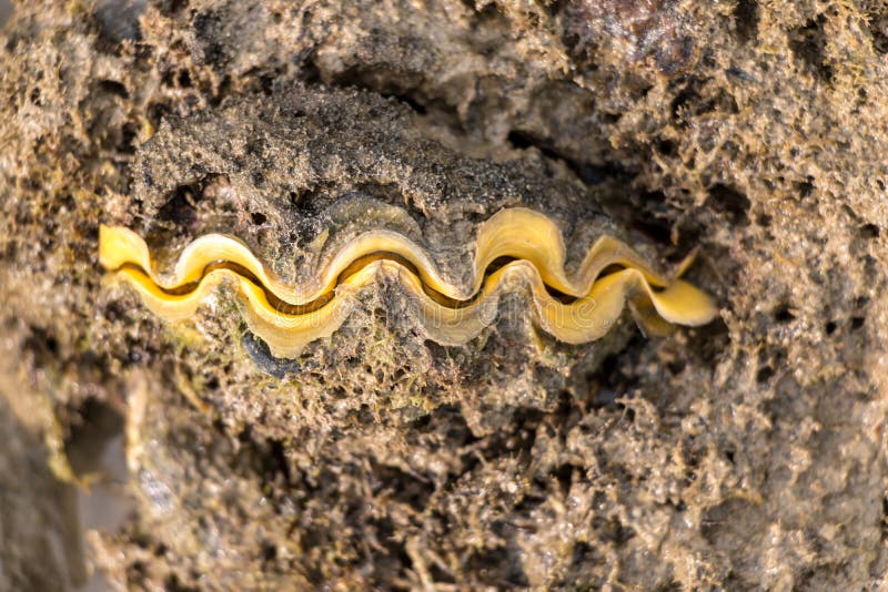 Studying Different Animals in Science Lab. Stock Photo - Image of ...