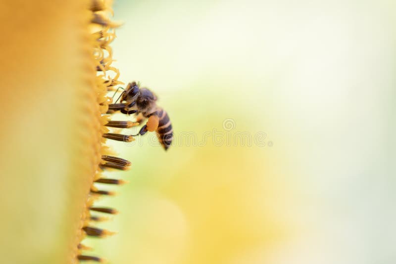 Studying Different Animals in Science Lab. Stock Image - Image of ...