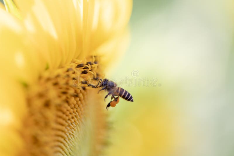 Studying Different Animals in Science Lab. Stock Photo - Image of ...