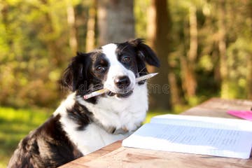 Studying dog stock photo. Image of holding, writing - 115103234
