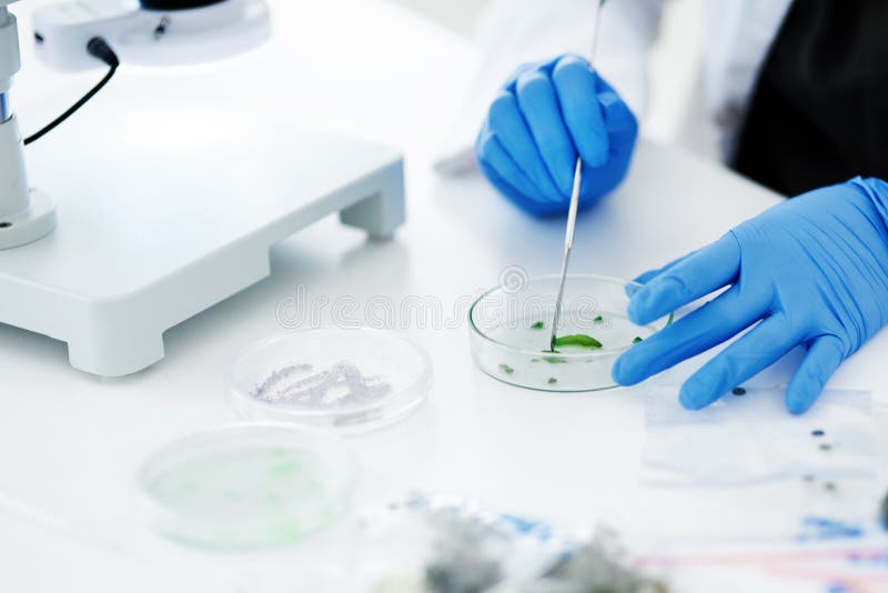 Studying the Functioning of Plants. a Scientist Conducting an ...