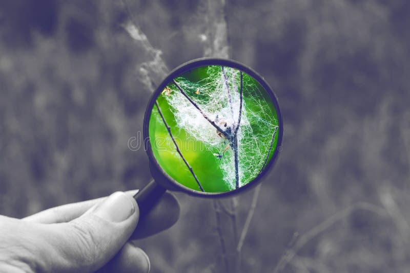Studying the Web with a Magnifying Glass. Gray and Green Stock Photo ...