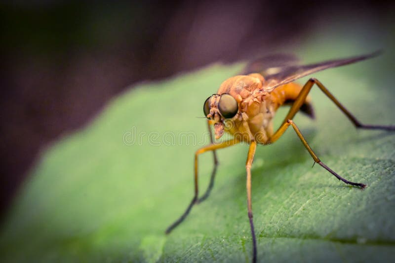 The Stuff of Nightmares stock image. Image of stem, pest - 190475151