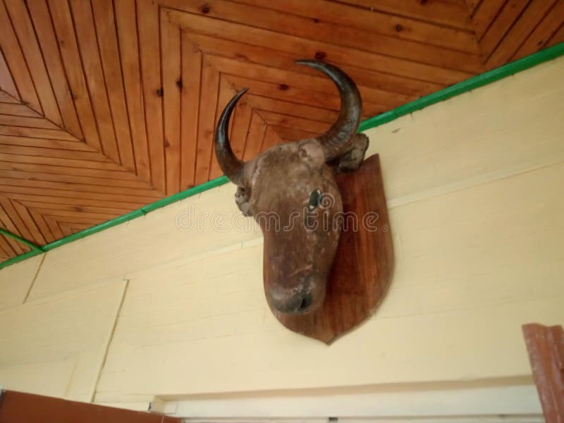 Stuffed animal stock image. Image of stuffed, bison - 121107681