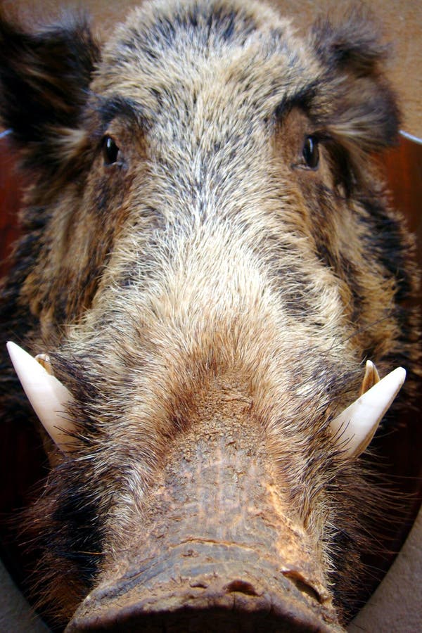 Stuffed animals stock photo. Image of furnishing, stuffed - 14597140