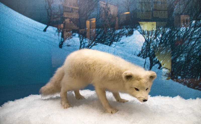 Stuffed Artic Fox in Finland Museum Editorial Photo - Image of finland ...
