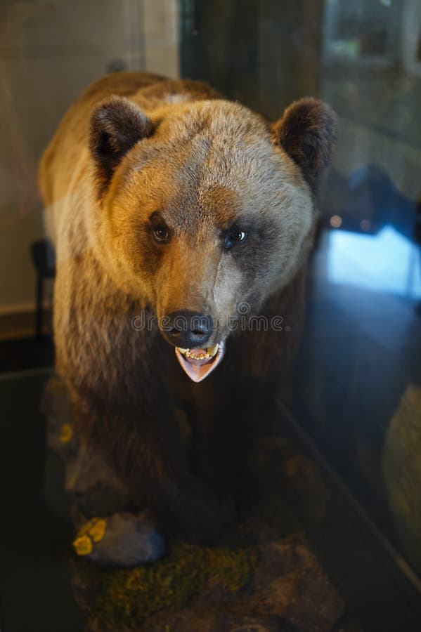 Stuffed bear in a museum. editorial photography. Image of stuffed ...