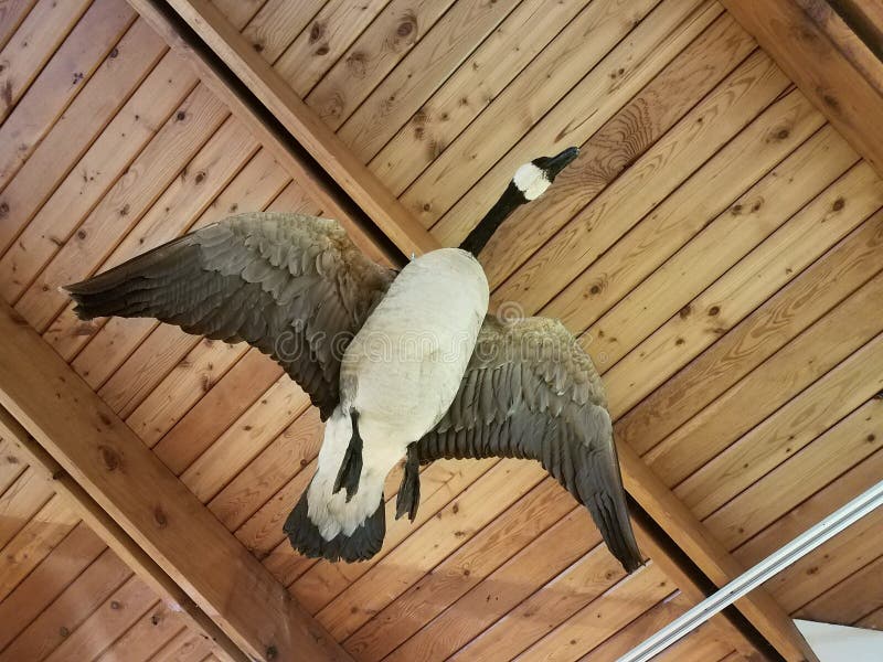 Stuffed Bird Goose Flying and Wood Ceiling Stock Image - Image of wings ...