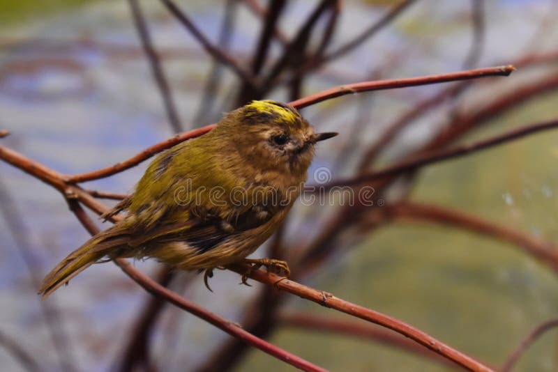 Stuffed Bird in the Museum Behind the Glass Editorial Image - Image of ...