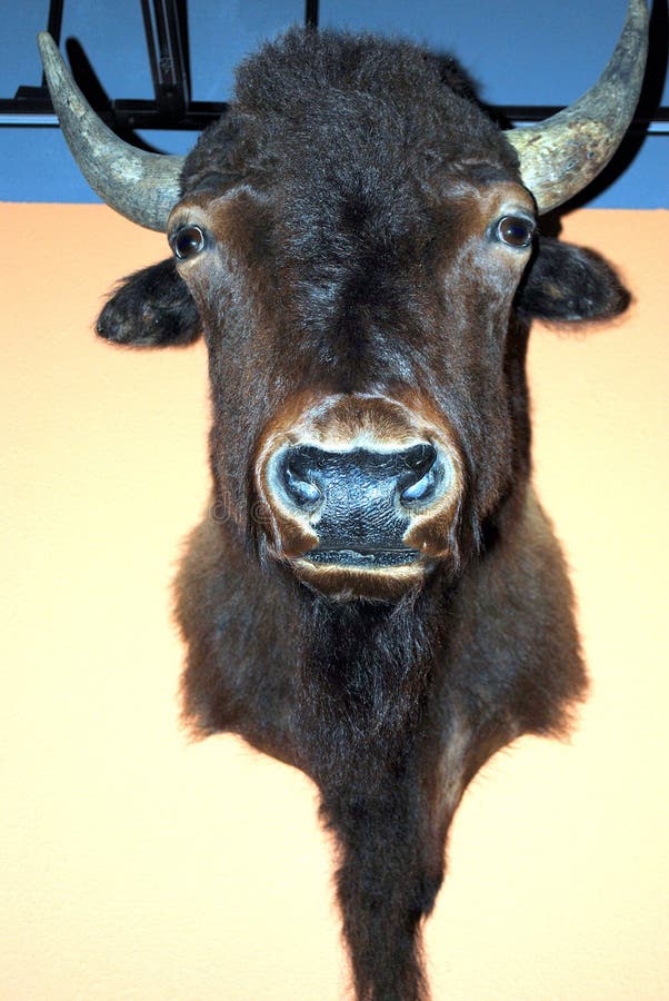 Stuffed bison head. stock photo. Image of head, buffalo - 175522020