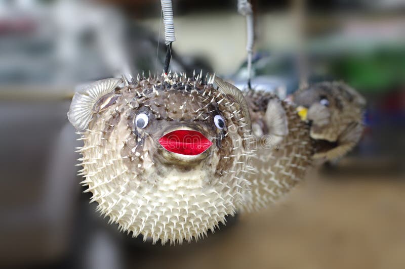 Stuffed Blowfish Selling in Market Stock Photo - Image of animal, japan ...