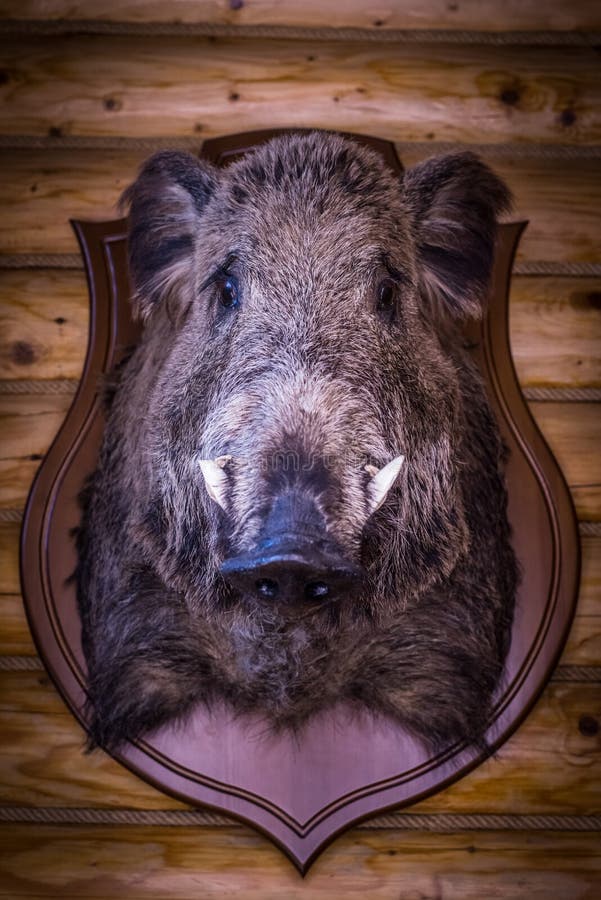 Mounted Boar Head stock photo. Image of bristle, hunted - 4024008