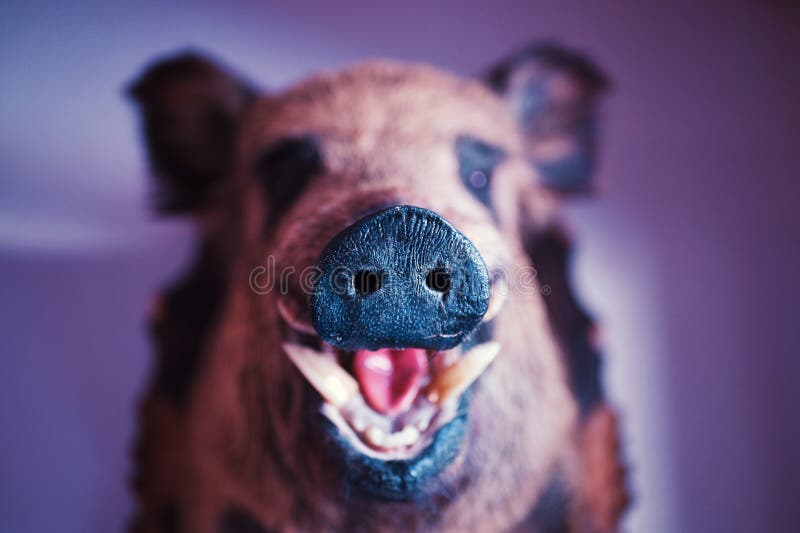 A stuffed boar s head stock image. Image of wall, portrait - 258314301