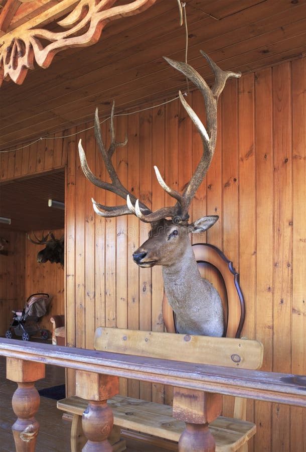 Stuffed deer head. stock image. Image of travel, summer - 43386995