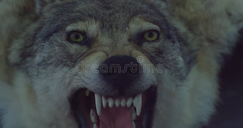 A Stuffed Dire Wolf with a Bared Mouth and Fangs Stock Video - Video of ...
