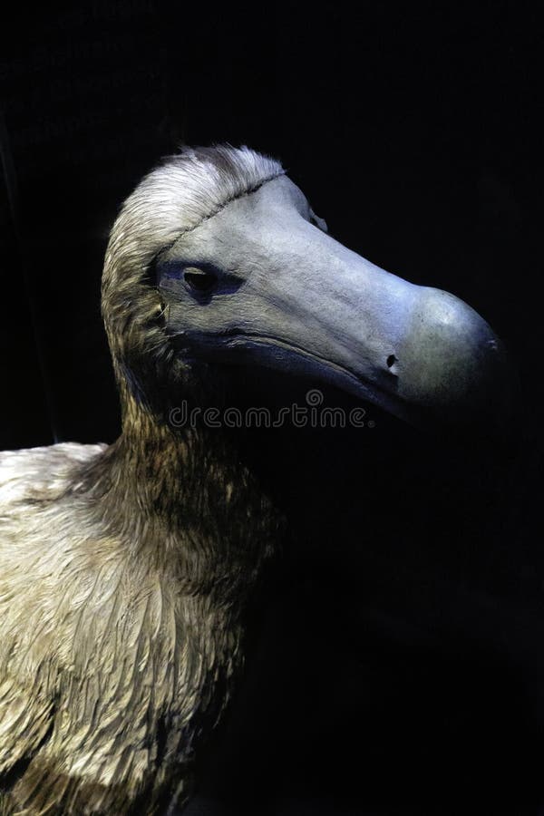 Stuffed Dodo Bird, an Extinct Flightless Bird from Mauritius Editorial ...