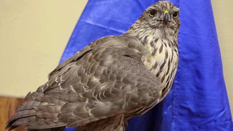 Stuffed Falcon is Sitting in Front of Blue Drapery Stock Footage ...