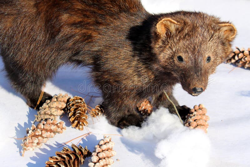 Stuffed Fisher Cat in the Winter Sunshine Stock Image - Image of ...