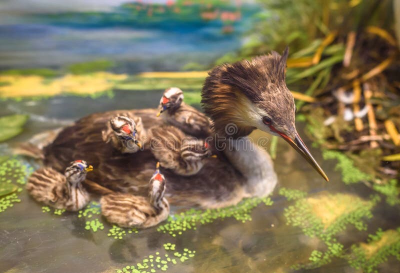 Stuffed Great Crested Grebe Stock Photo - Image of taxidermy, cute ...