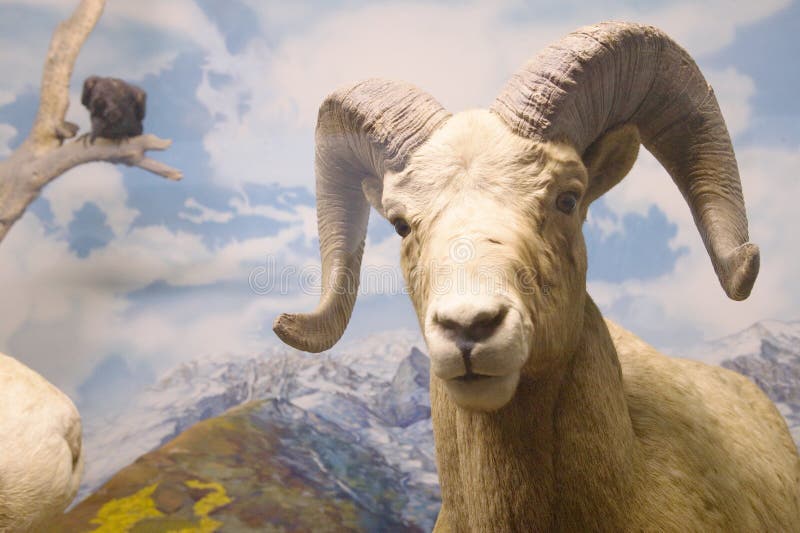 Stuffed Mountain Sheep in Museum Editorial Image - Image of indigenous ...