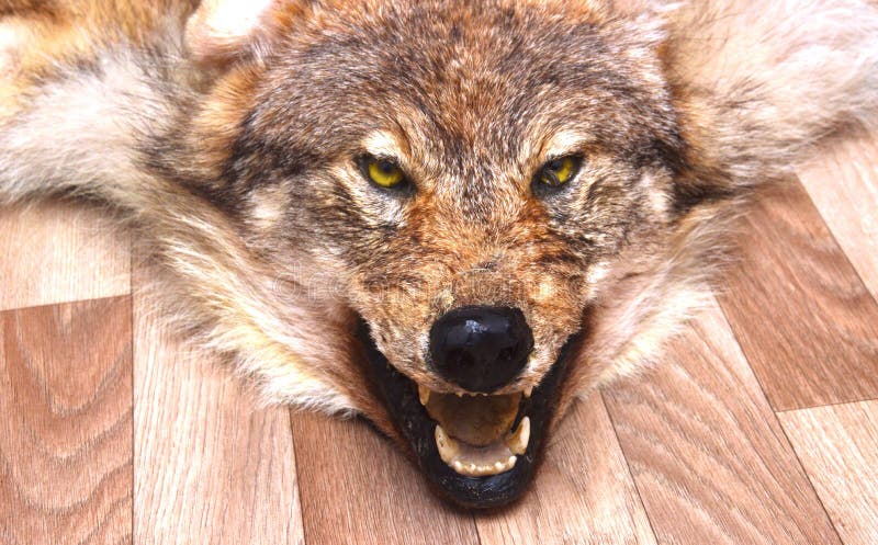 Stuffed wolf stock image. Image of wild, brown, wildlife - 254672957