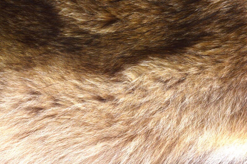 Stuffed wolf stock photo. Image of predator, forbidden - 254673038