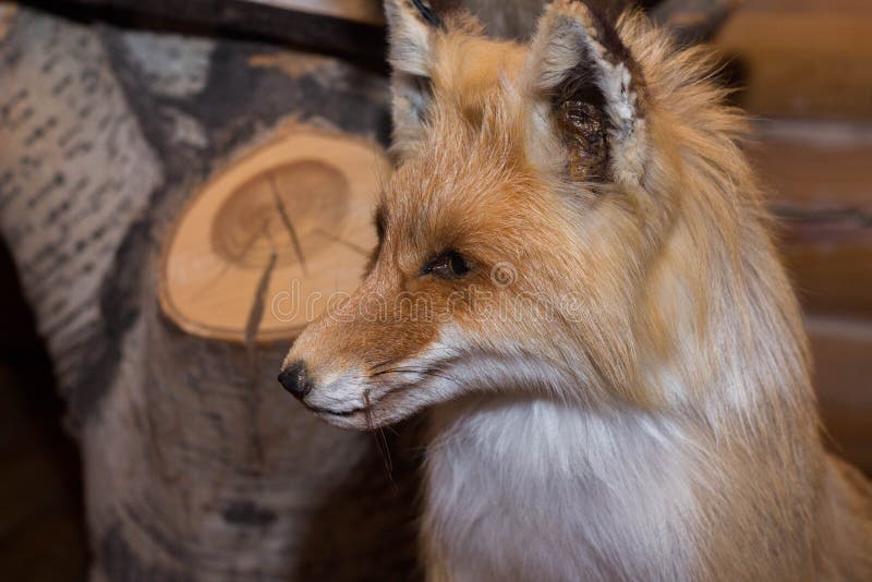 Stuffed Red Fox Decorate in Home. Red Fox Taxidermy Stock Photo - Image ...