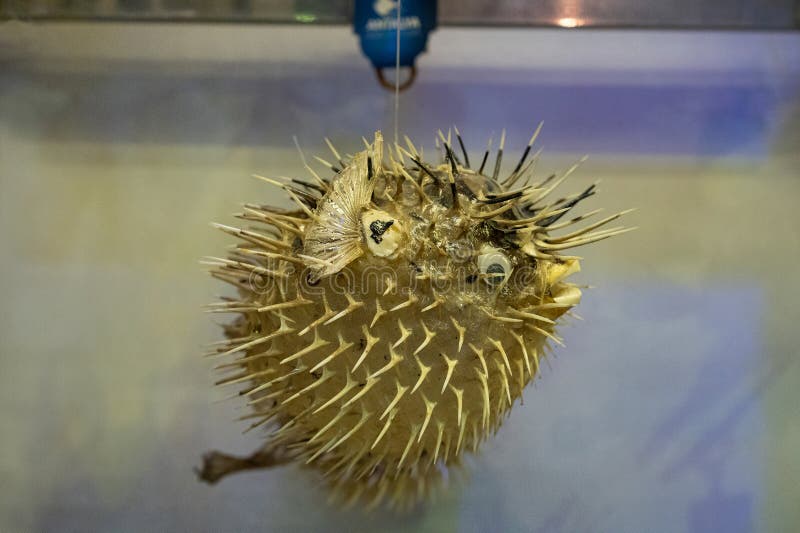 Stuffed Sea Urchin Fish, Second Name, Ball Fish, Diodon (Latin Name ...