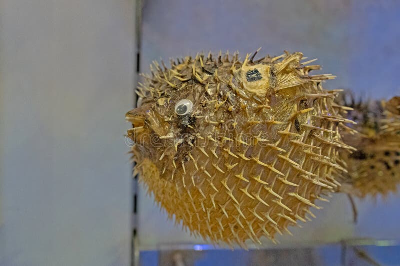 Stuffed Sea Urchin Fish, Second Name, Ball Fish, Diodon (Latin Name ...