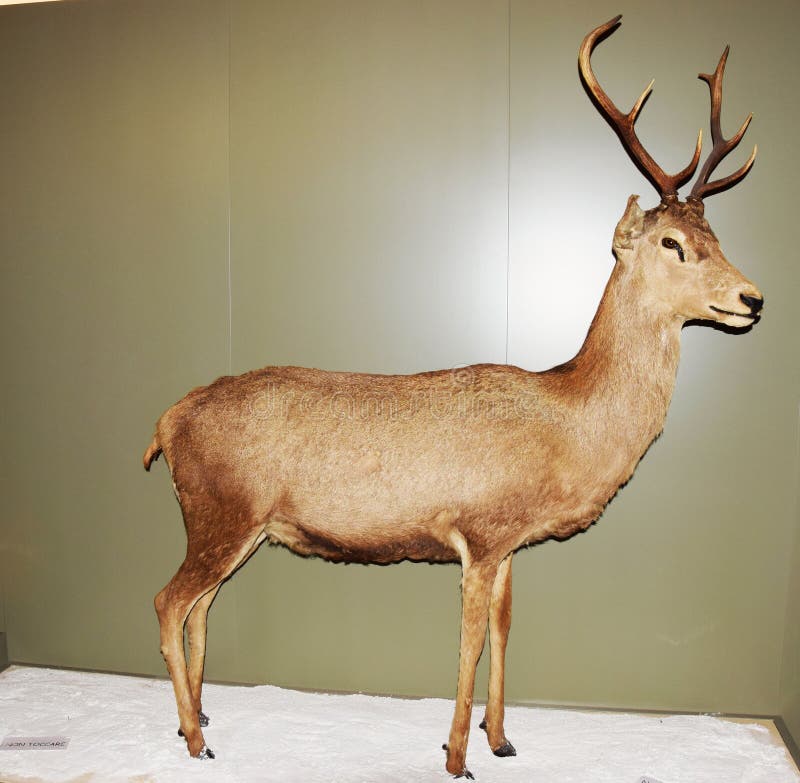 Stuffed stag stock image. Image of horns, mammals, stag - 84363163
