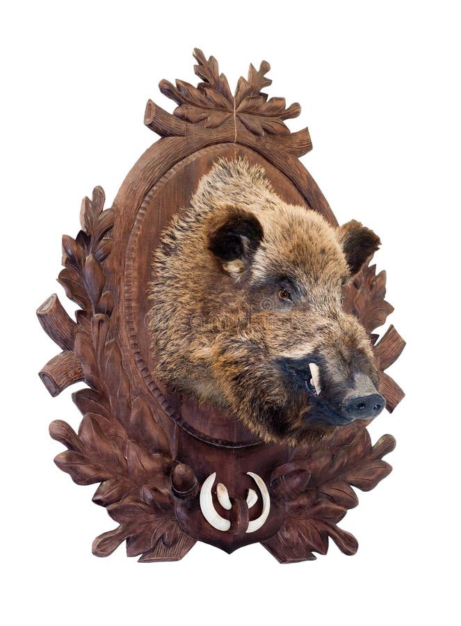 Stuffed wild boar head stock image. Image of death, boar - 24830035