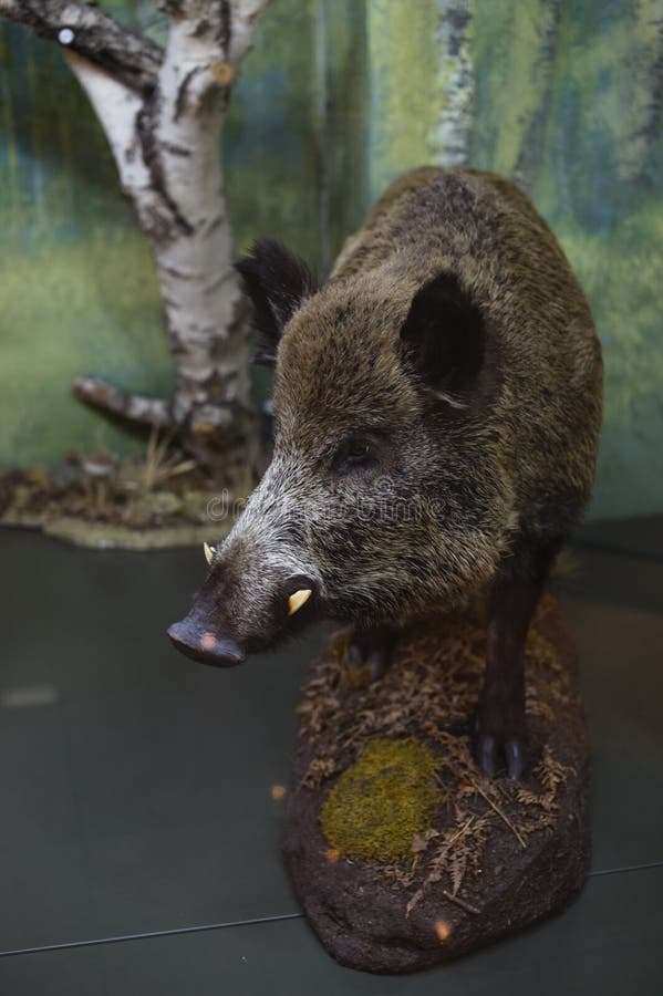 Stuffed Wild Boar in the Museum. Editorial Image - Image of boar, teeth ...