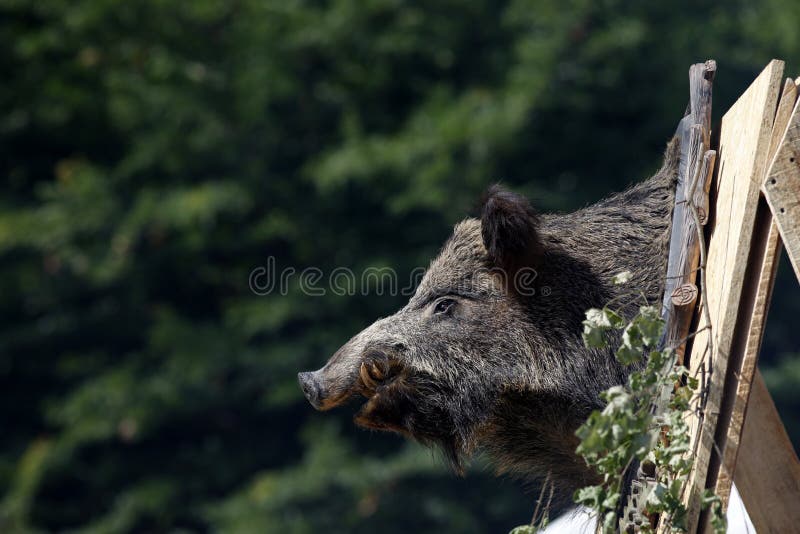Stuffed wild bore head stock photo. Image of wildlife - 209561002