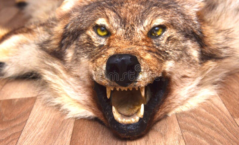 Stuffed wolf stock image. Image of hunt, wildlife, poachers - 254672967