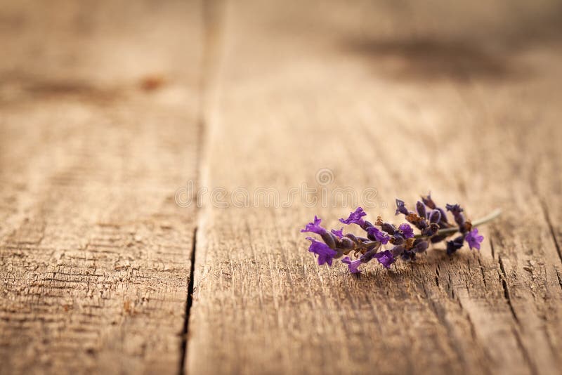 Stuk van Lavendel stock foto. Image of achtergrond, zorg - 21801388