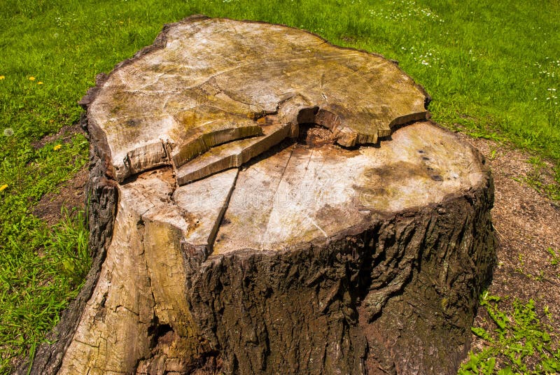 Old stumb stock photo. Image of beautiful, motionless - 54607012