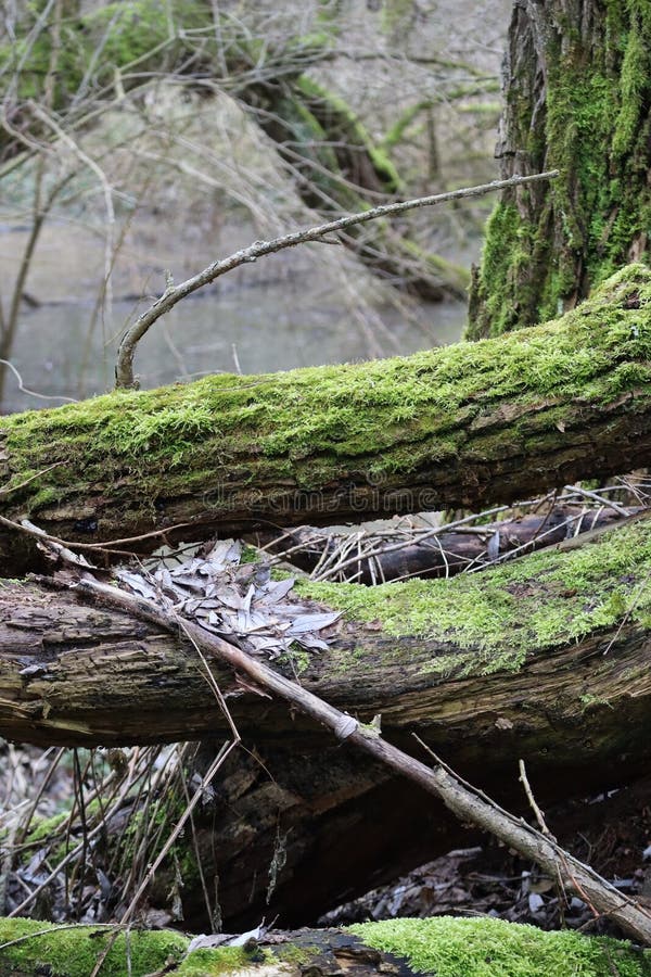 Stumbling block stock photo. Image of support, unpredictable - 271759092