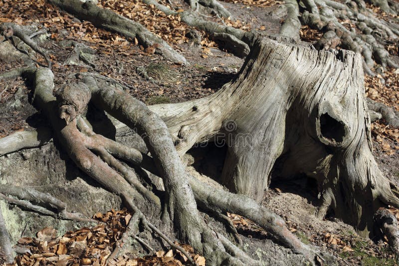 Stummel Und Wurzeln Einer Buche Stockfoto - Bild von blätter, wurzel ...