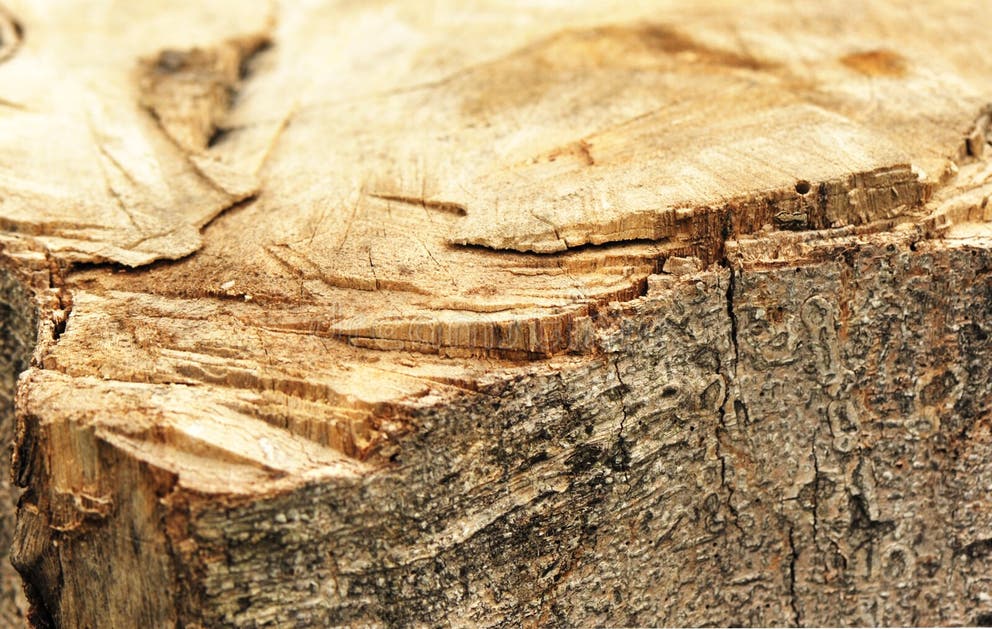 Stump stock photo. Image of fissure, ruin, warm, timbering - 23883990