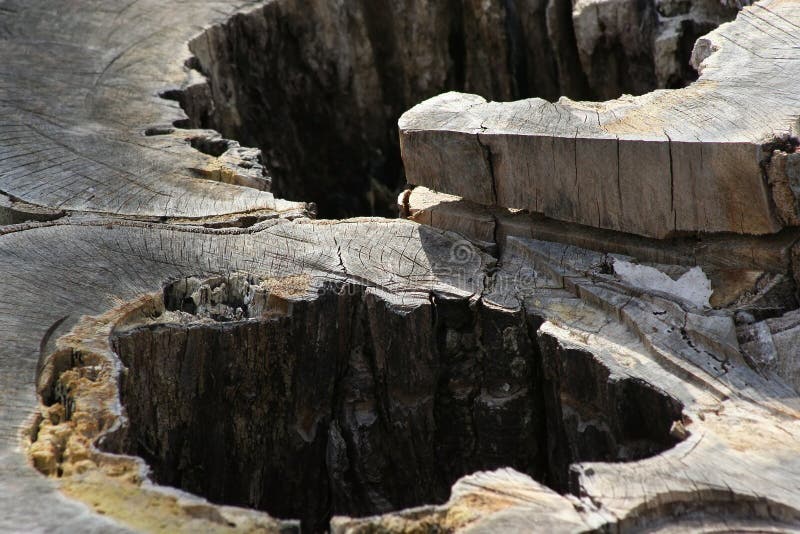 Stump stock image. Image of cork, stub, texture, stump - 705333