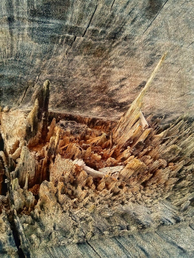 A Stump of an Acacia Tree with a Sharp Point in the Middle. Stock Photo ...