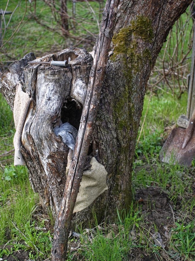 The Stump of the Apple Tree in the Garden in the Spring Stock Image ...