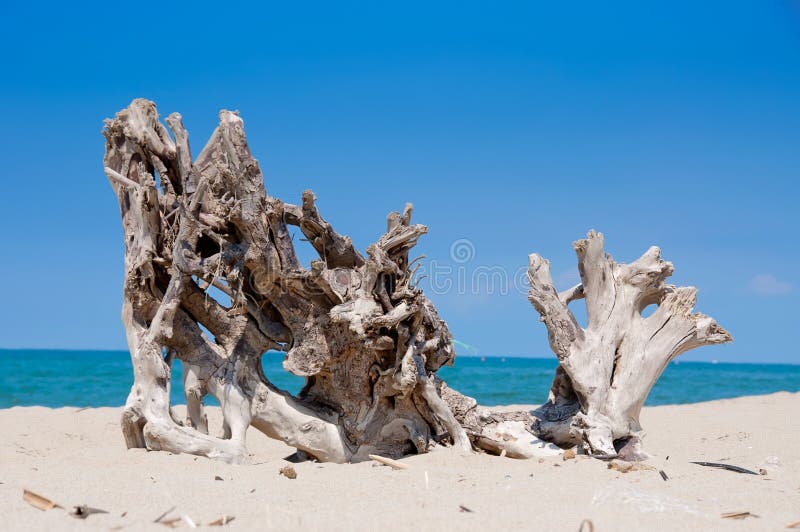Stump on the beach stock photo. Image of stump, bent - 20812502