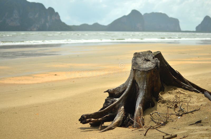 Stump on the beach stock image. Image of outdoors, beach - 34299155