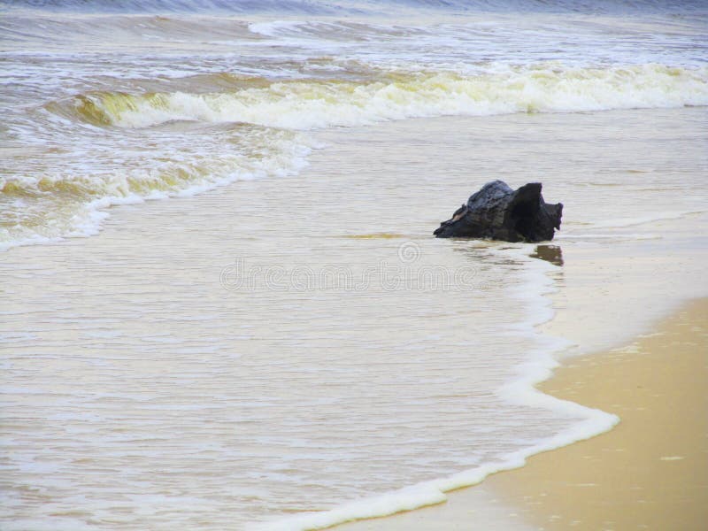 Stump on the Beach , Sri -Lanka Stock Photo - Image of global, clean ...