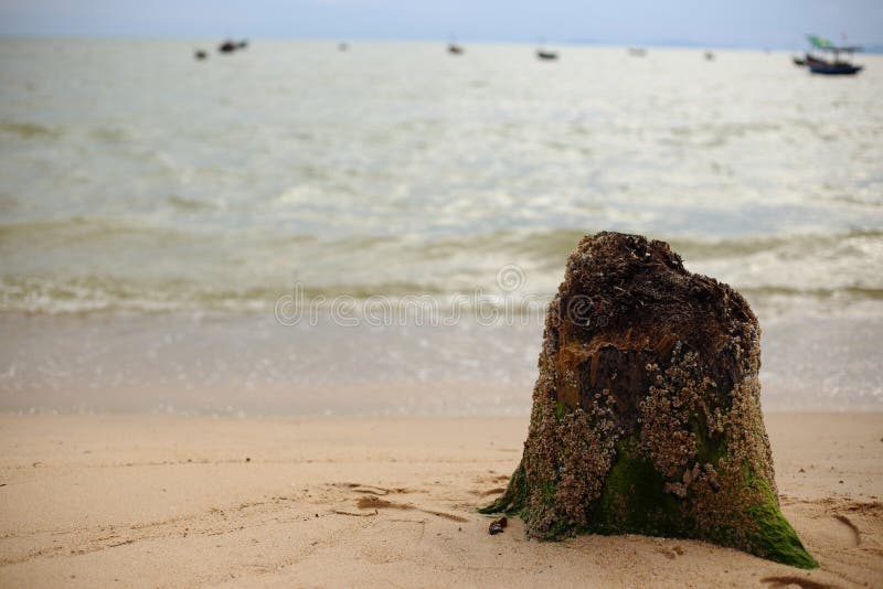 Stump and Beach stock photo. Image of water, landscape - 71606898