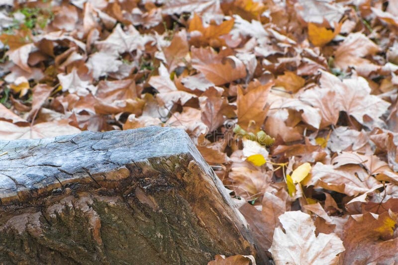 Stump Beautiful Shape among the Yellow Leaves in the Fall. Stock Photo ...